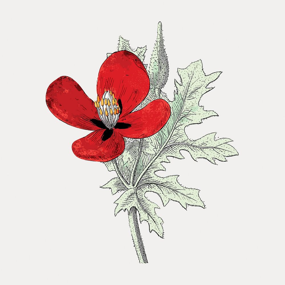 Vintage red horned-poppy illustration, isolated | Free Vector - rawpixel