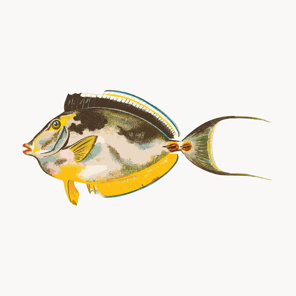Hawaiian Fish Kala, vintage marine | Free Vector - rawpixel