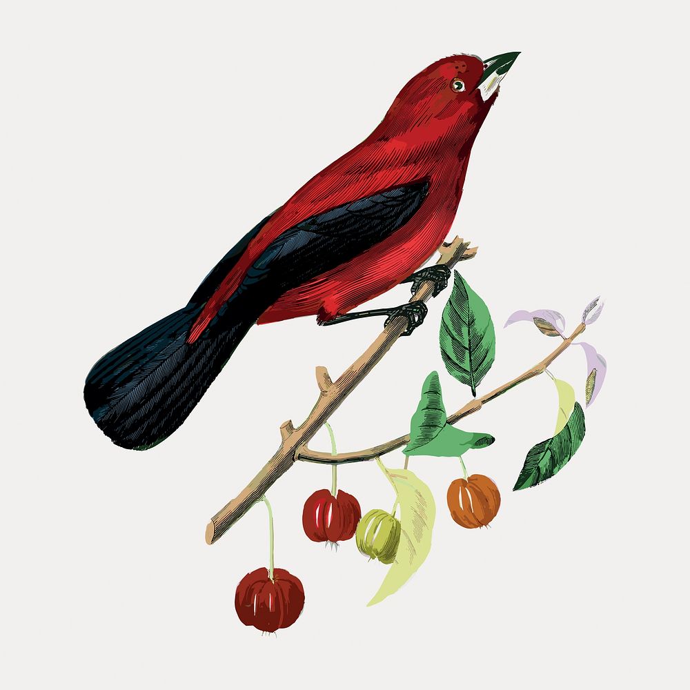 Red bird sticker, isolated vector | Free Vector - rawpixel