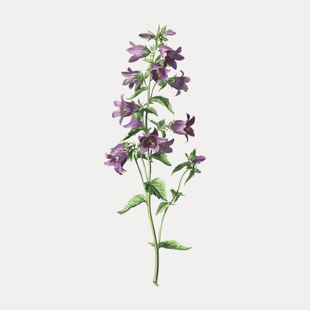 Vintage nettle leaved bellflower flower | Free Vector - rawpixel