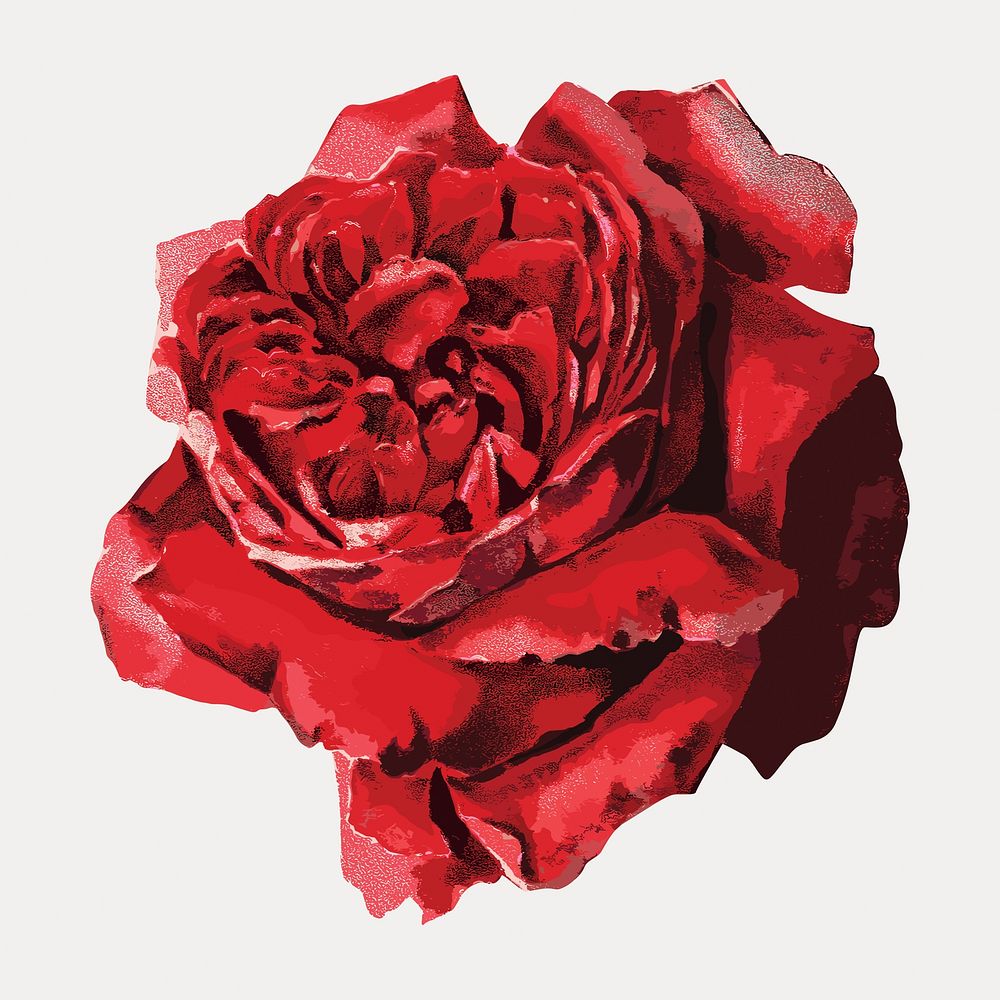 Red rose, vintage flower illustration, | Free Vector - rawpixel