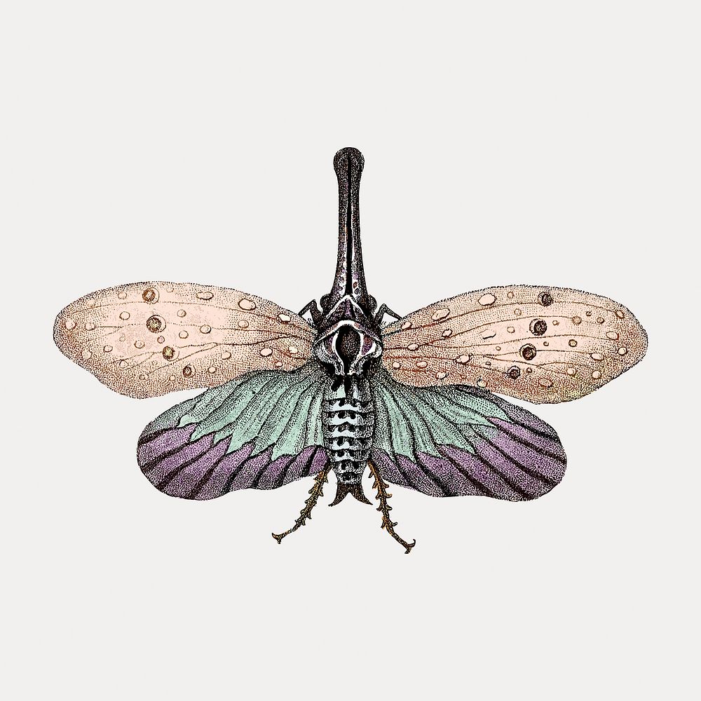 Lantern fly insect vintage illustration, | Free Vector - rawpixel