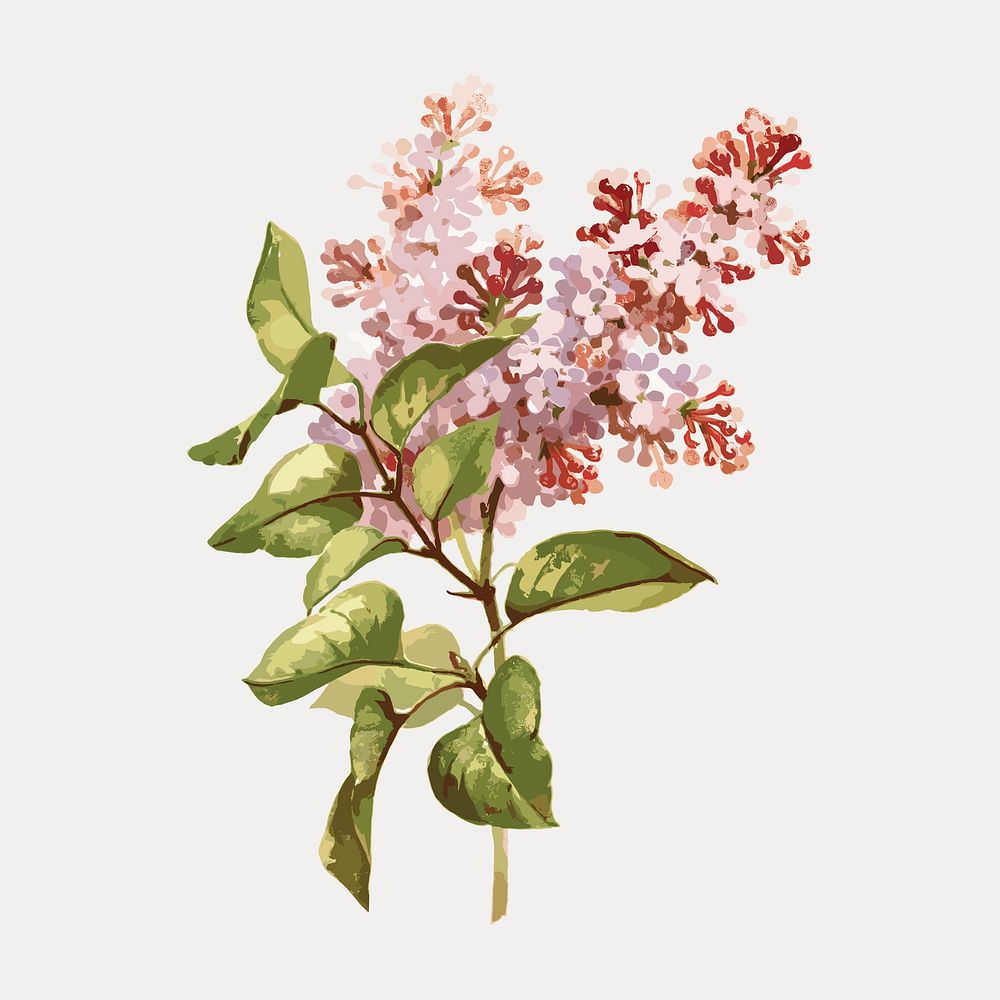 Purple lilacs flower vintage illustration, | Free Vector - rawpixel