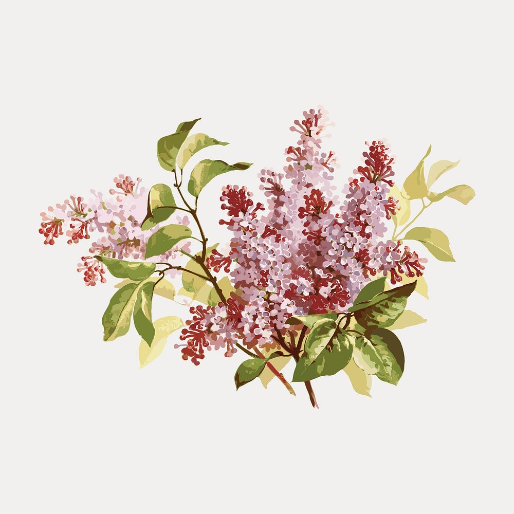 Purple lilacs flower vintage illustration, | Free Vector - rawpixel
