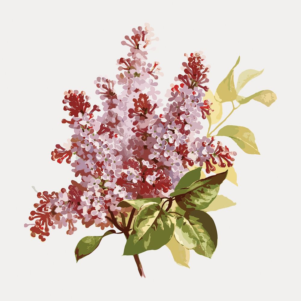 Purple lilacs flower vintage illustration | Free Vector - rawpixel