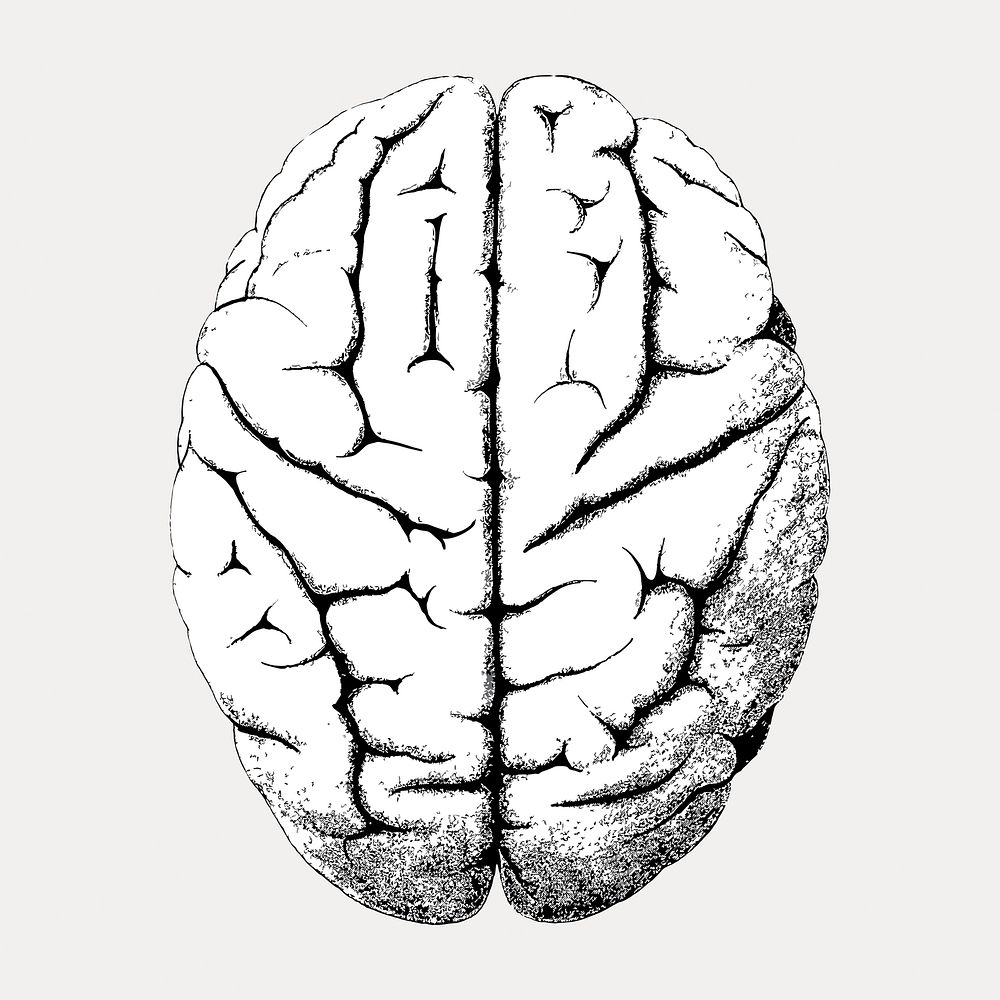 Brain medical illustration, isolated white, | Free Vector - rawpixel