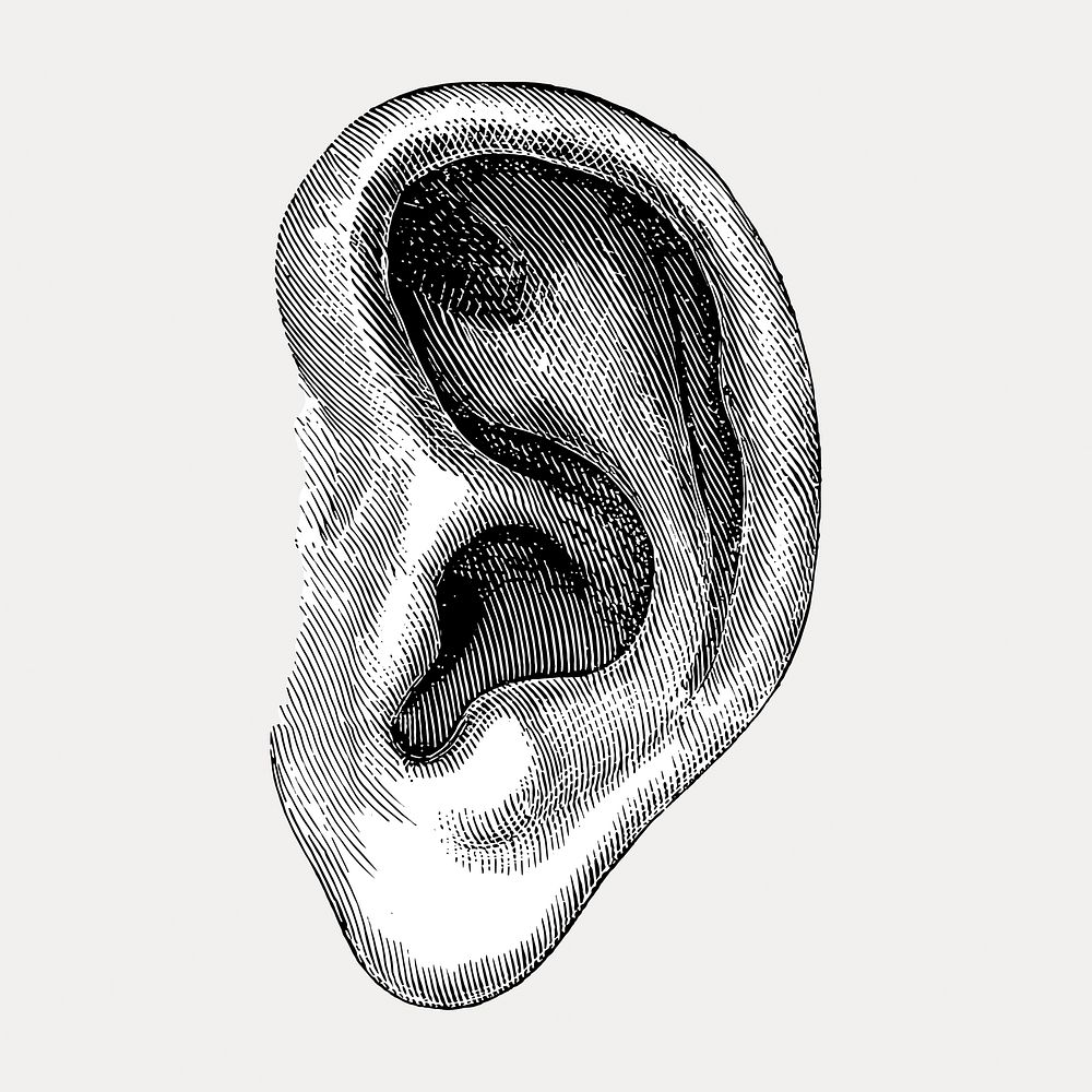 Vintage ear, medical illustration, vintage | Free Vector - rawpixel