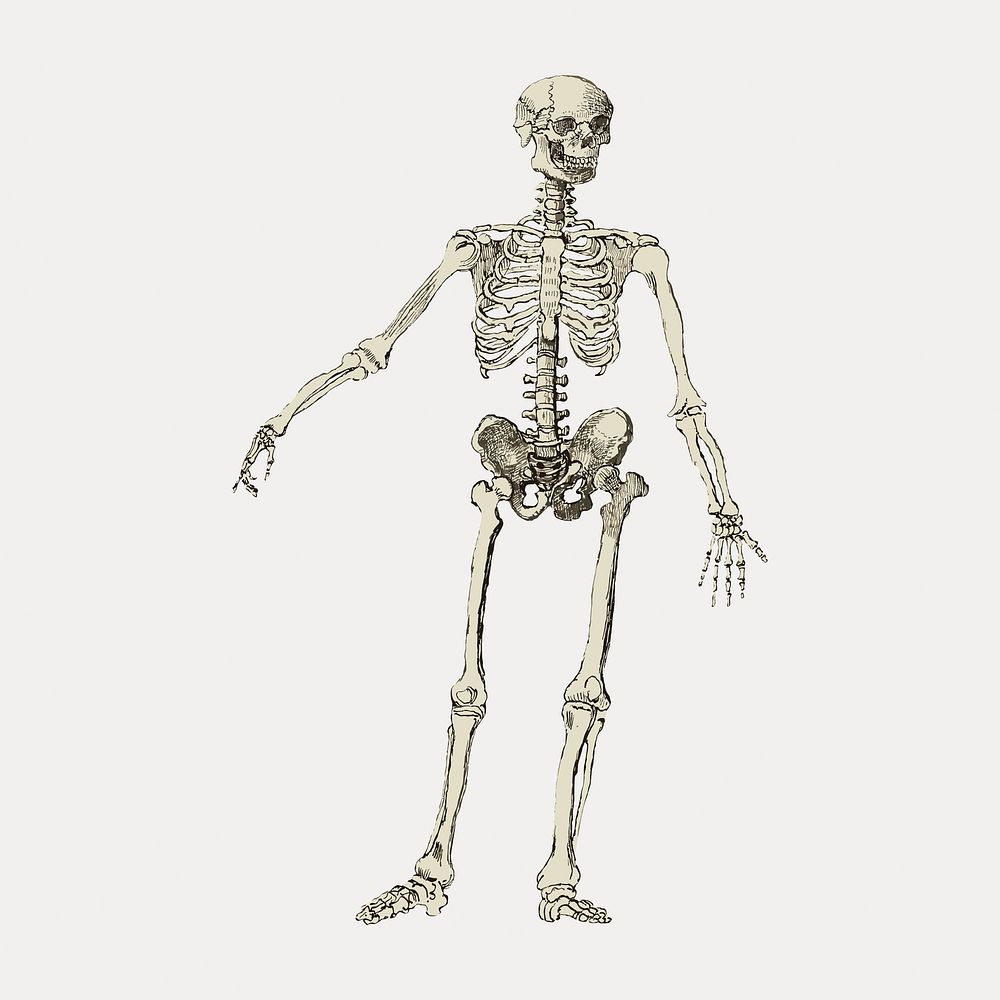 Human skeleton, vintage illustration George | Free Vector - rawpixel