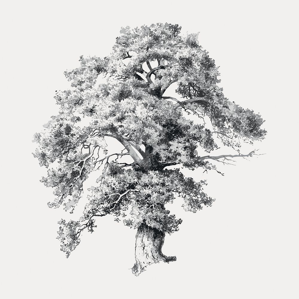 Vintage oak tree illustration, isolated | Free Vector - rawpixel