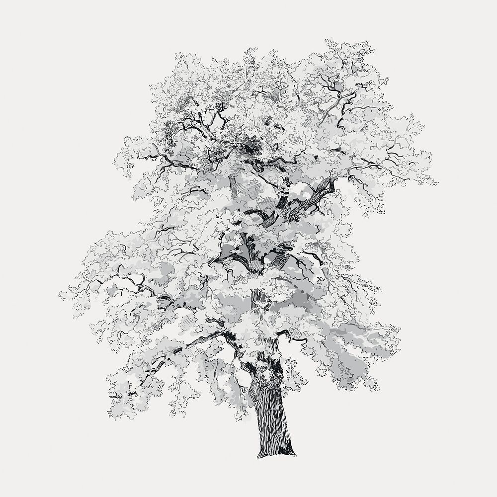 Vintage oak tree illustration, isolated | Free Vector - rawpixel