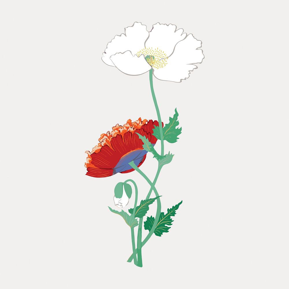 Japanese poppies , illustration isolated | Free Vector - rawpixel
