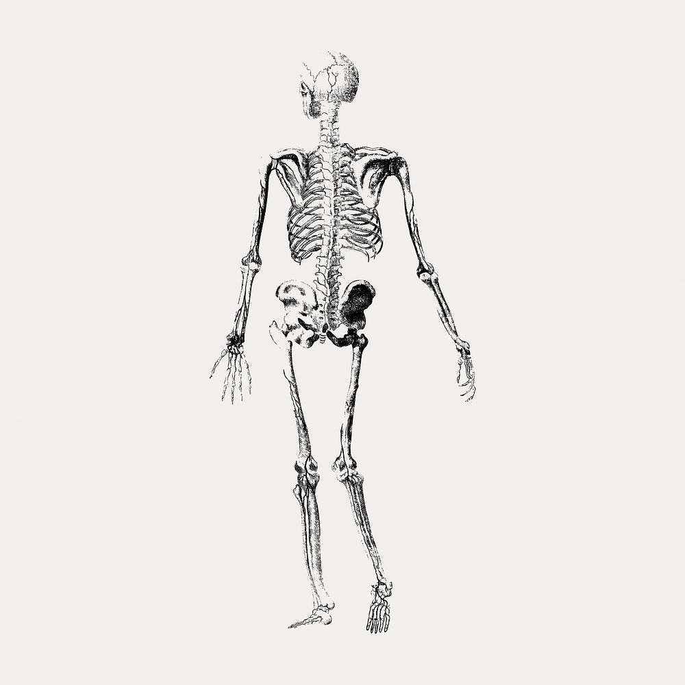 Human skeleton rear view sticker, | Free Vector - rawpixel