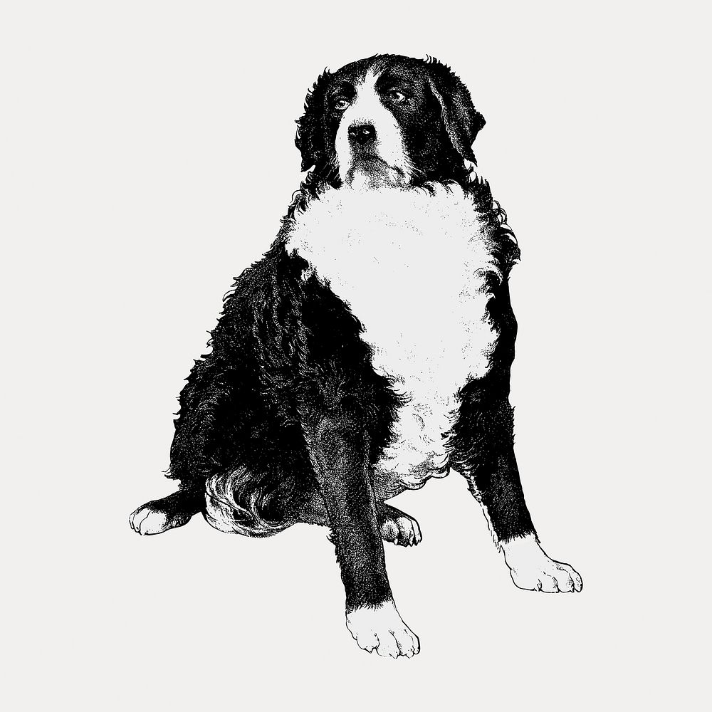 Bernese Mountain dog vintage animal | Free Vector - rawpixel