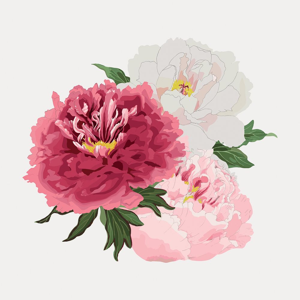Pink peony sticker, botanical flower | Free Vector - rawpixel