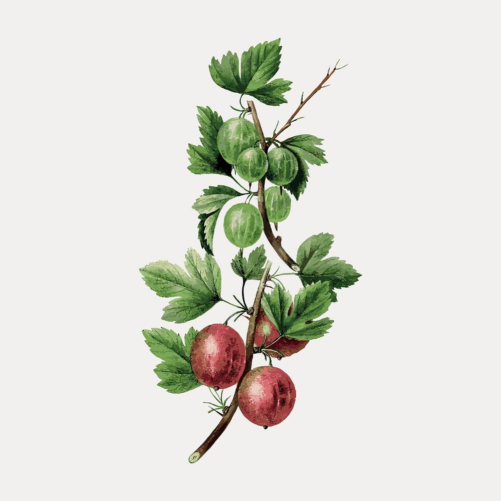 Vintage botanical illustration gooseberries vector. | Free Vector ...