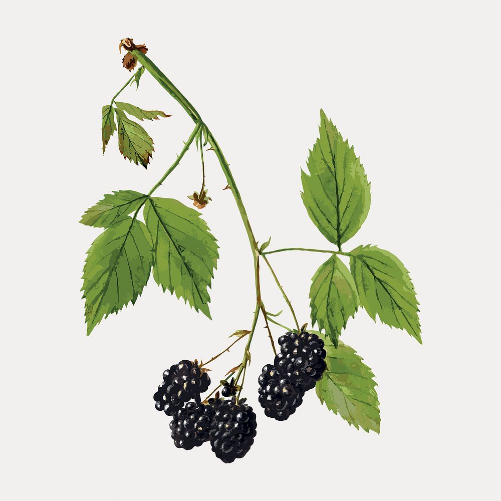 Vintage blackberry botanical illustration vector. | Free Vector - rawpixel