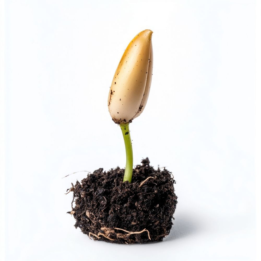 Seedling growing soil sprout plant | Free Photo - rawpixel