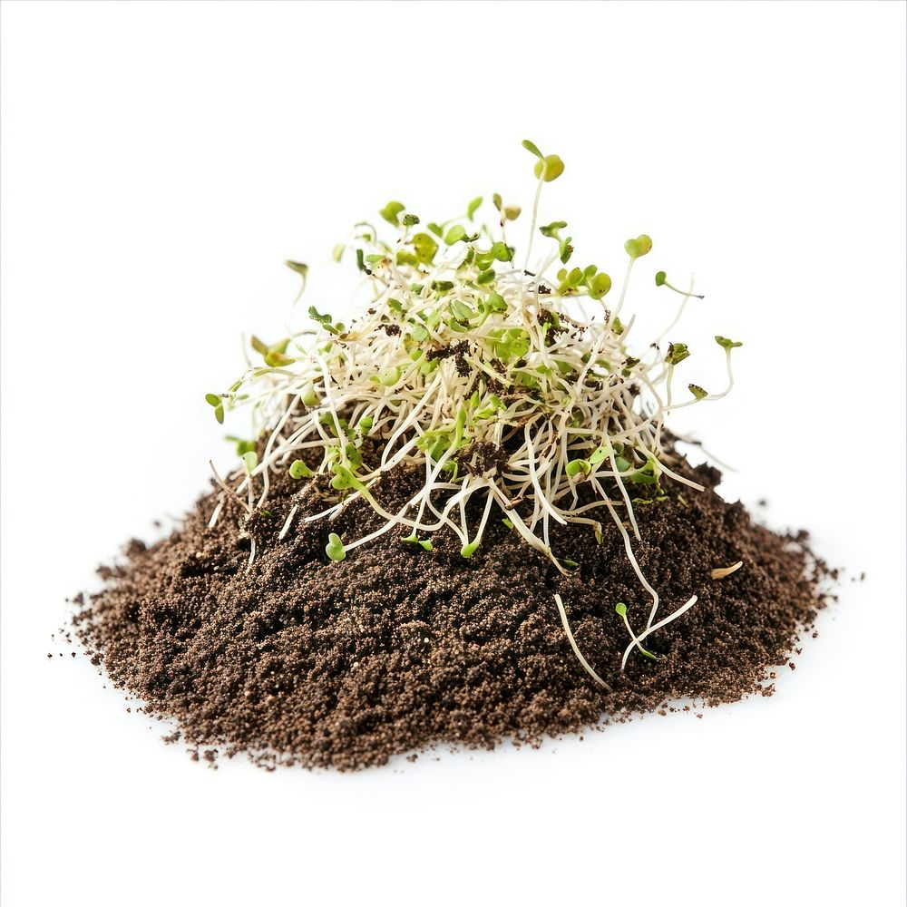 Soil dried sprout sprouts plant | Free Photo - rawpixel