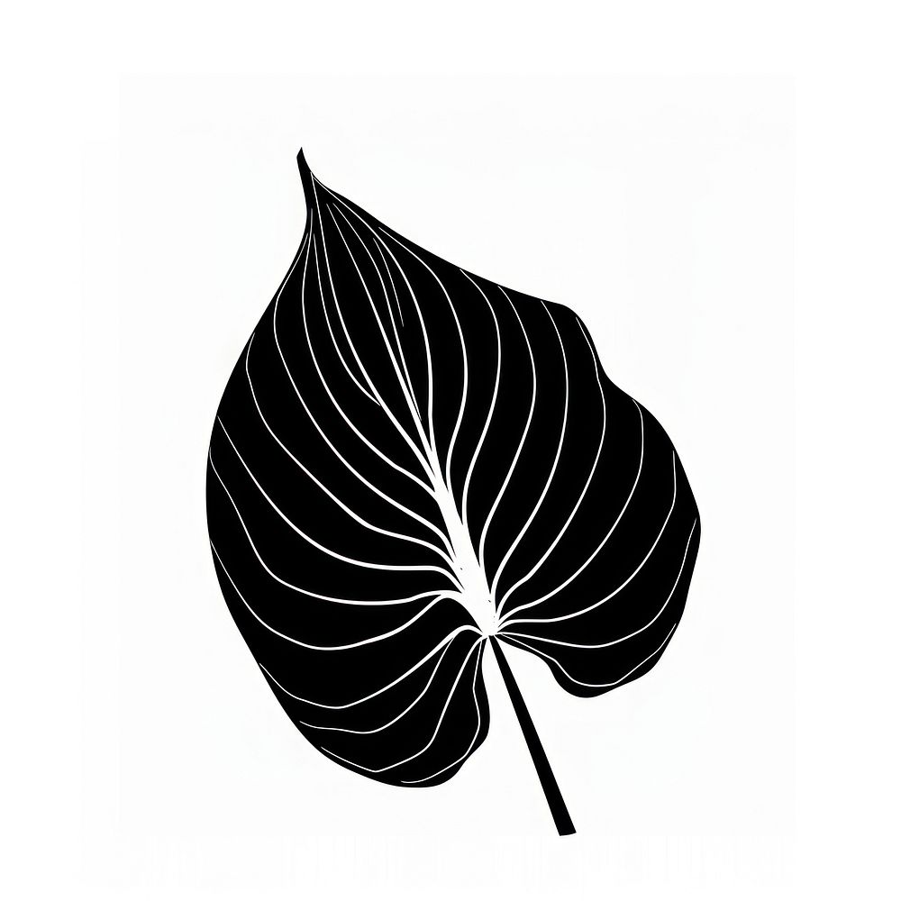 Hosta Leaf leaf illustration botanical. | Free Photo Illustration ...