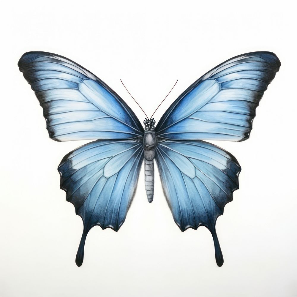 Blue darker tips butterfly art | Free Photo Illustration - rawpixel
