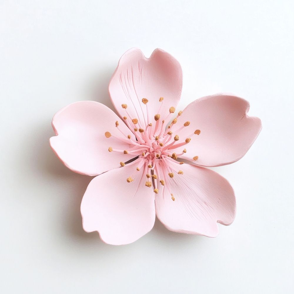 Cherry blossom flower petal beautiful | Free Photo - rawpixel