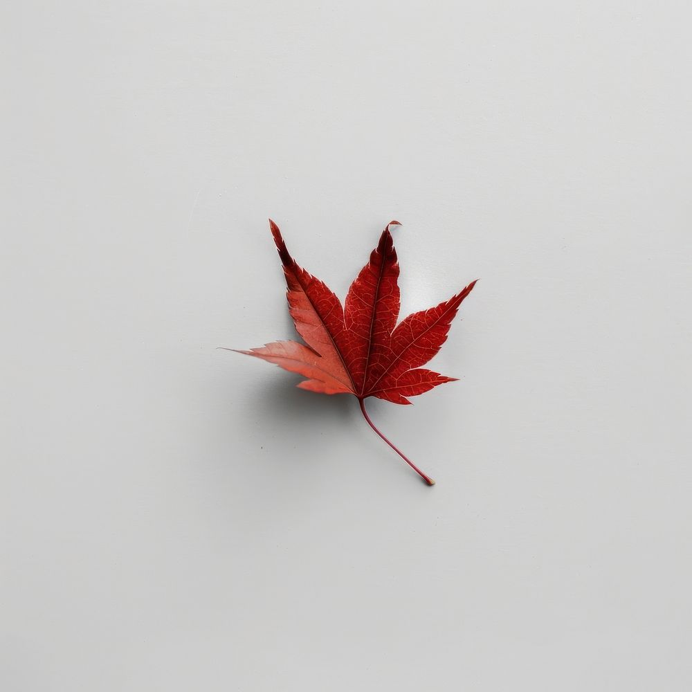 Red maple leaf photography minimalist | Free Photo - rawpixel