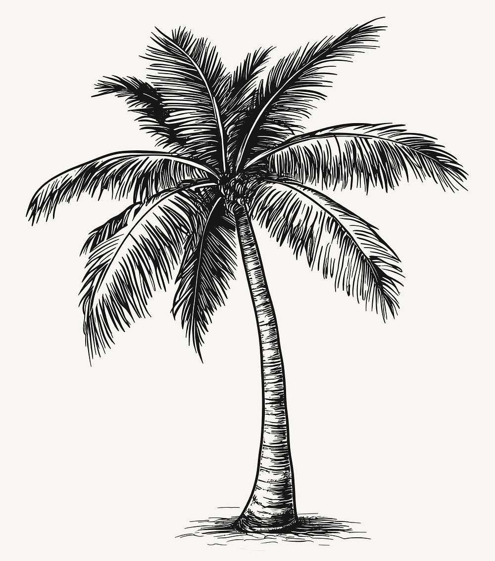 Coconut tree art drawing sketch | Free Vector - rawpixel