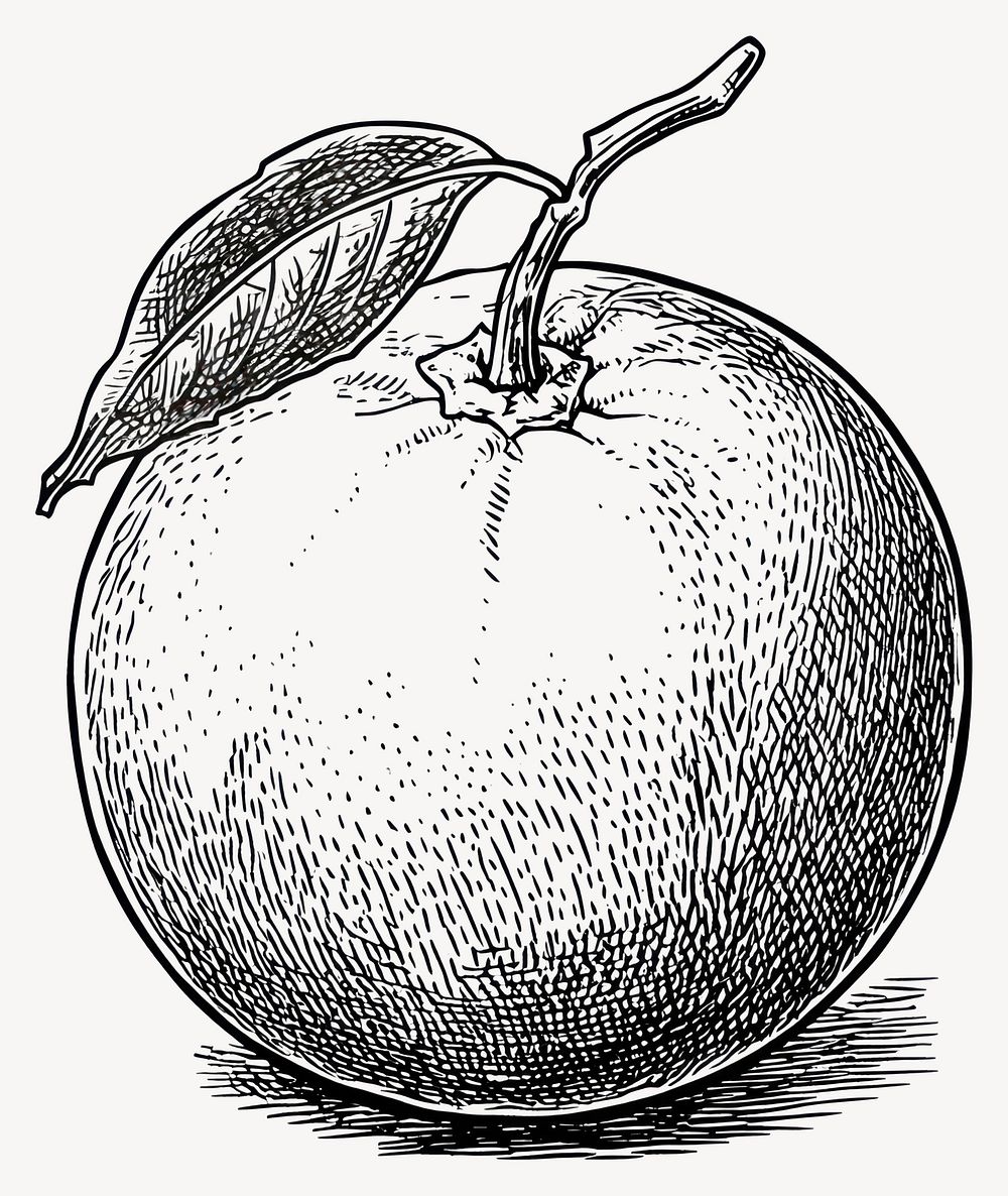 Clementine art drawing sketch vector | Free Vector - rawpixel