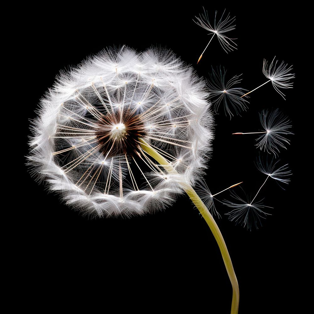 Dandelion flowing background black black | Free Photo - rawpixel