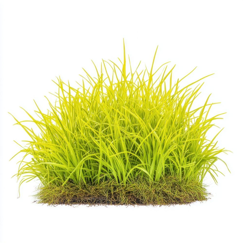 Yellow green grass patch realistic | Free Photo - rawpixel