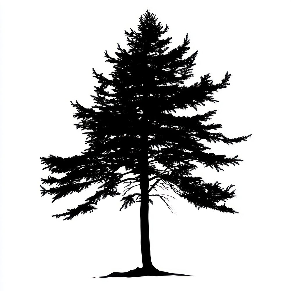 Cedar tree silhouette illustration black. | Free Photo Illustration ...