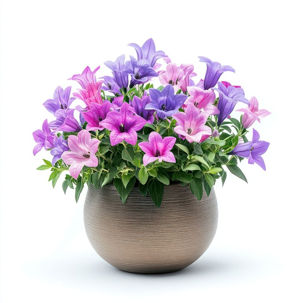 Campanula flower bushes purple pot | Free Photo - rawpixel