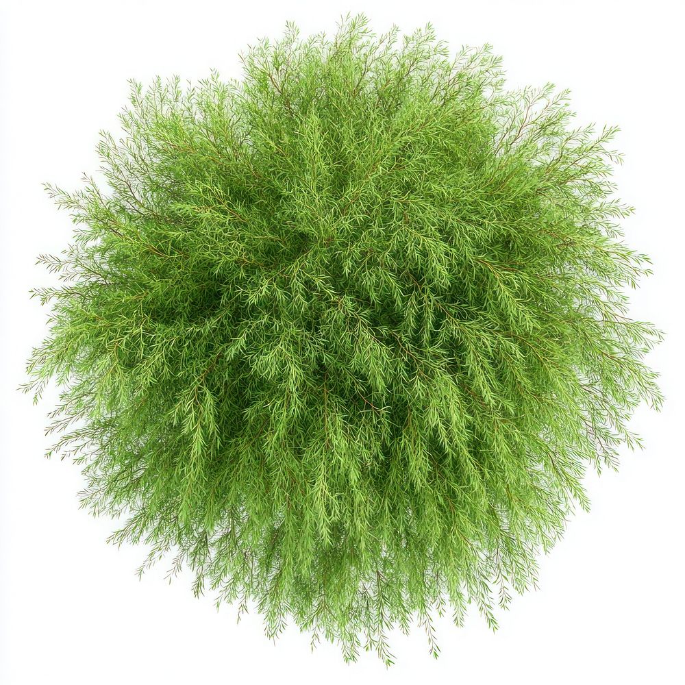 Willow tree plant green view. | Free Photo - rawpixel