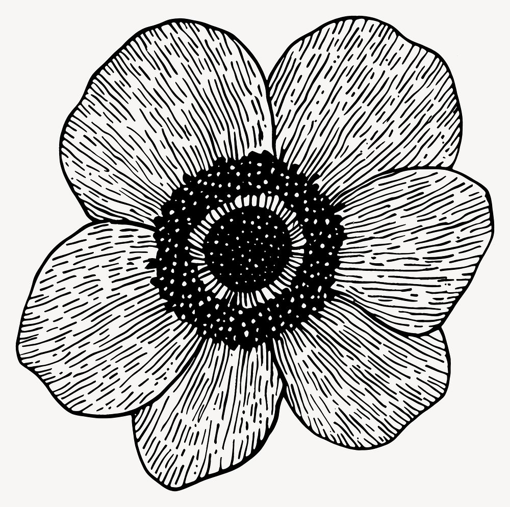 Anemone flower illustration anemone drawing | Free Vector - rawpixel