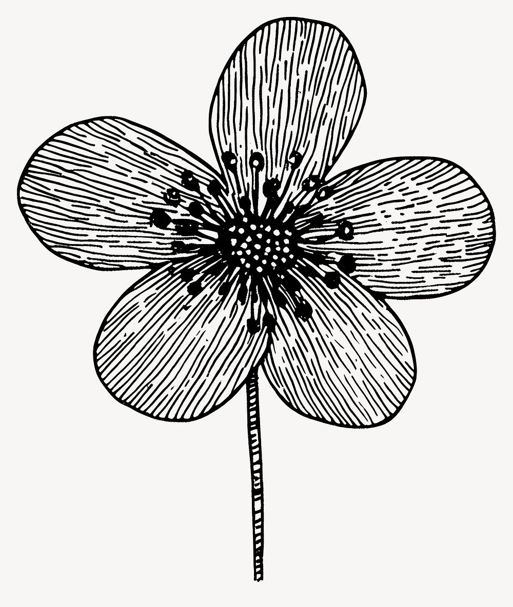Aconite flower illustration drawing sketch | Free Vector - rawpixel