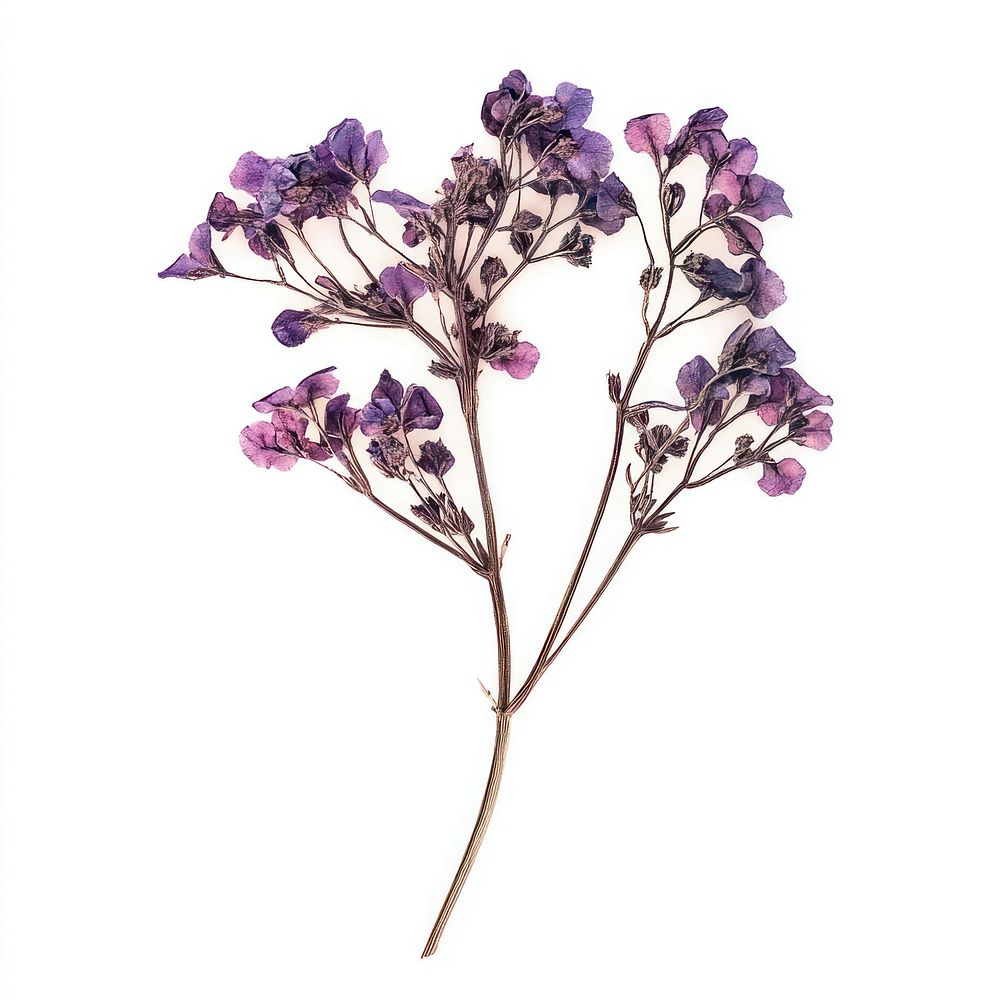 Limonium flowers pressed purple. | Free Photo - rawpixel