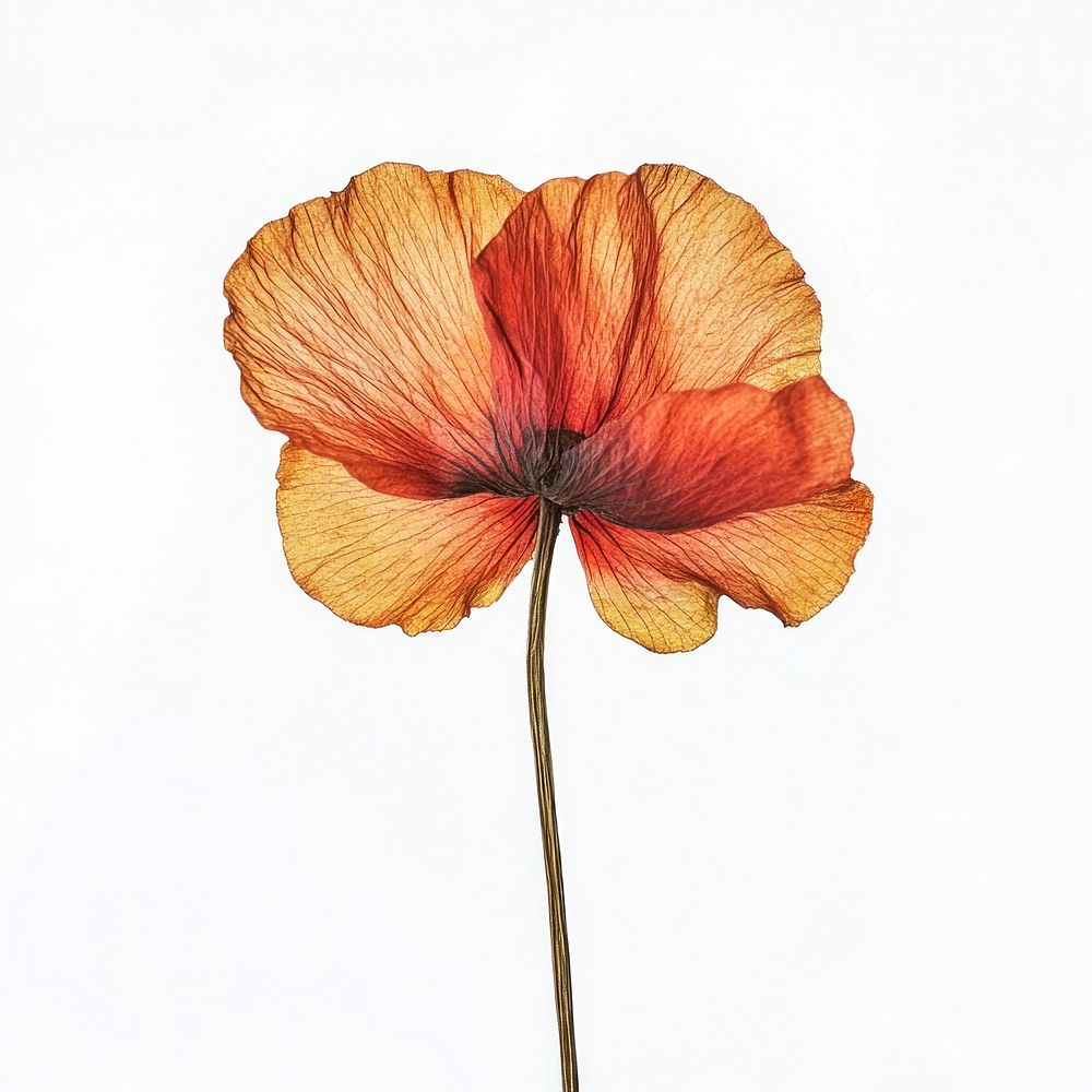 Poppy flower petals poppy. | Free Photo - rawpixel