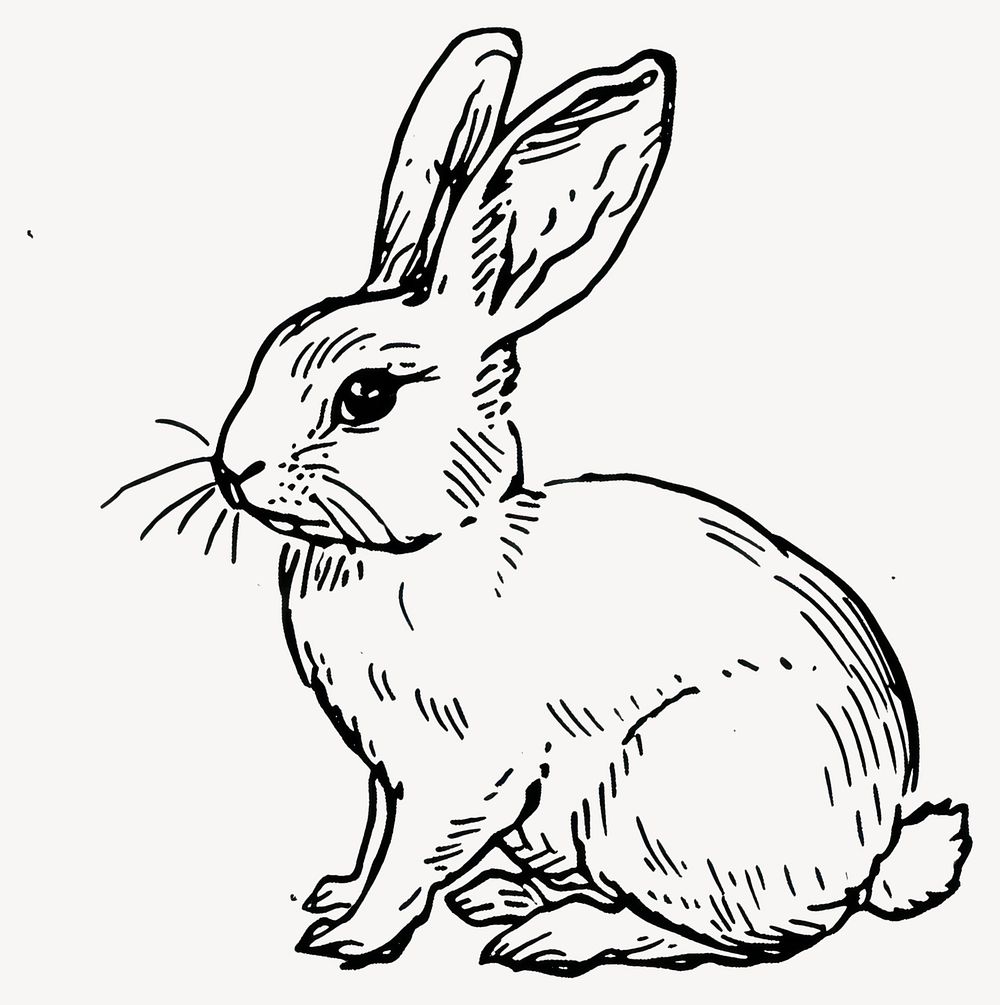 Rabbit sketch drawing animal vector | Free Vector - rawpixel