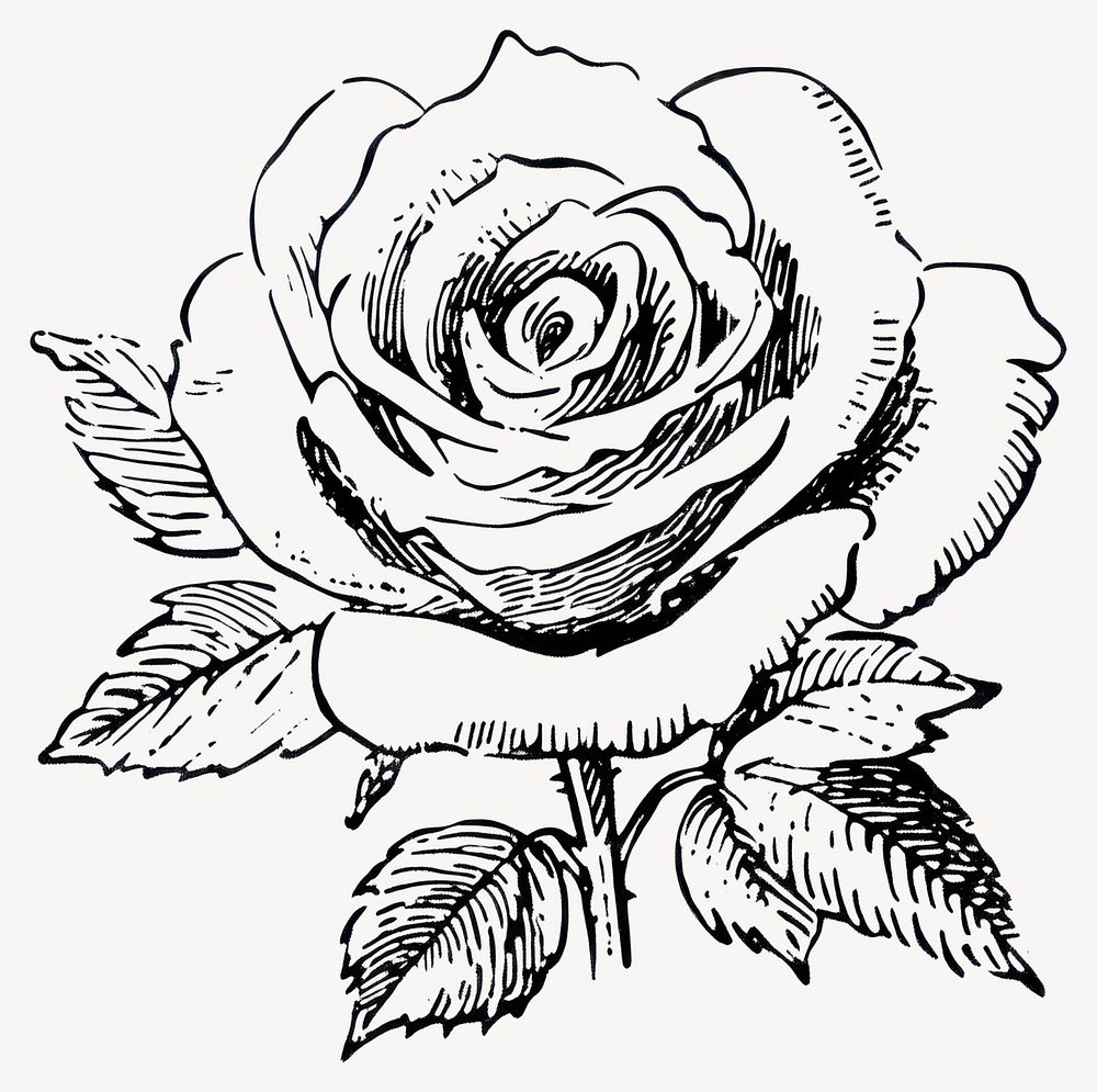 Rose sketch drawing flower vector | Free Vector - rawpixel