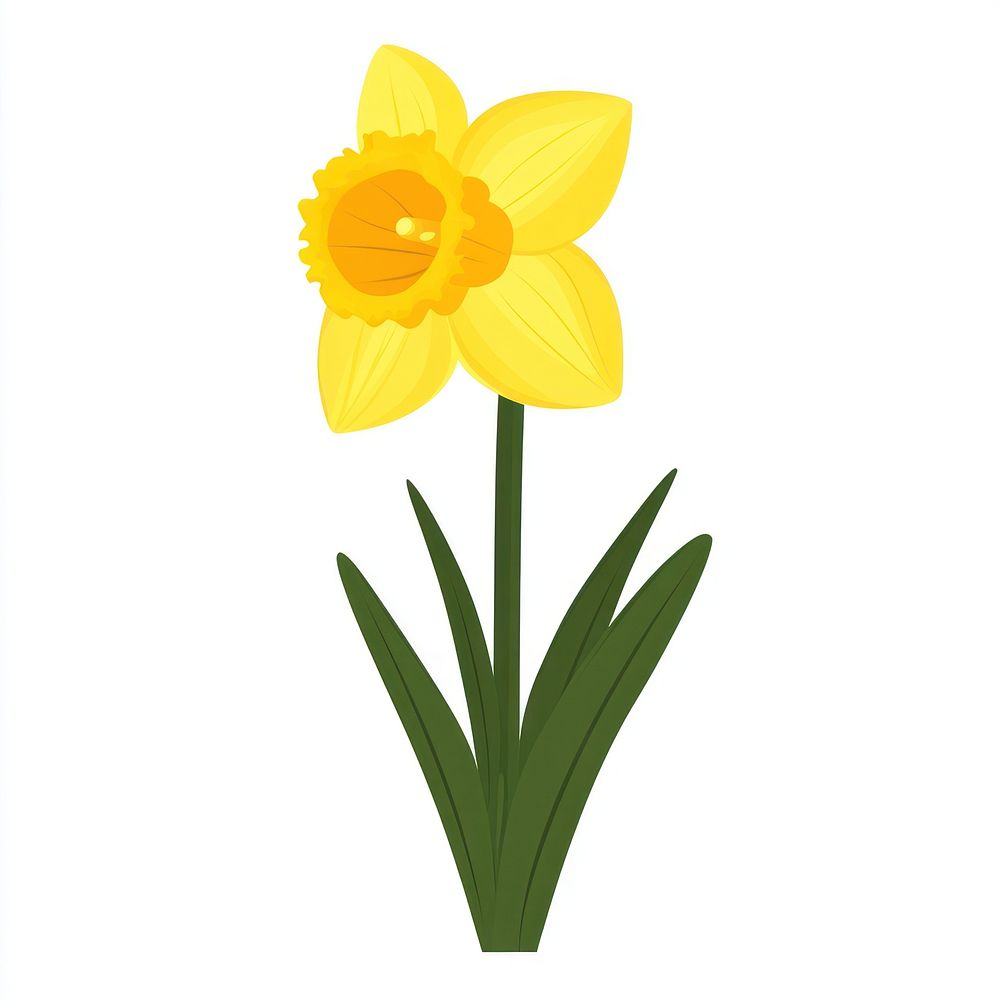 Daffodil daffodil flower illustration. | Free Photo Illustration - rawpixel