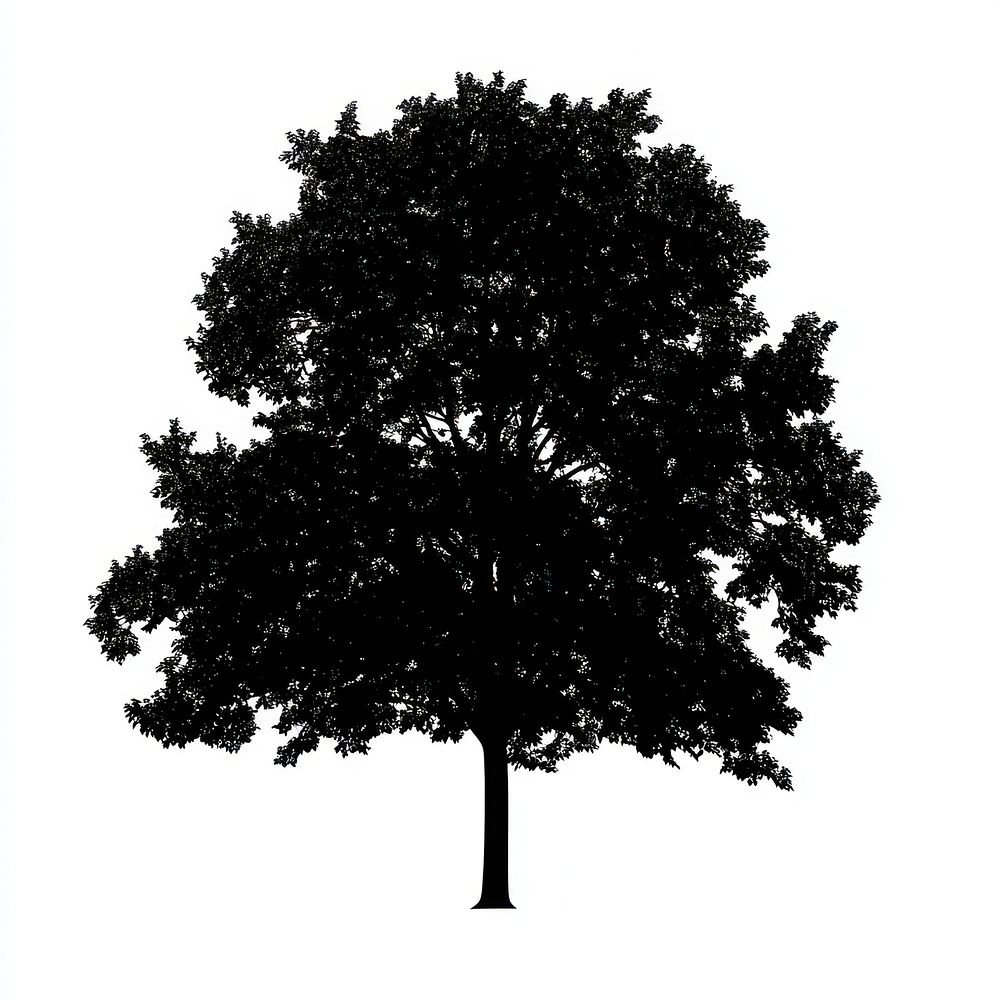 Maple tree outline silhouette white | Free Photo Illustration - rawpixel