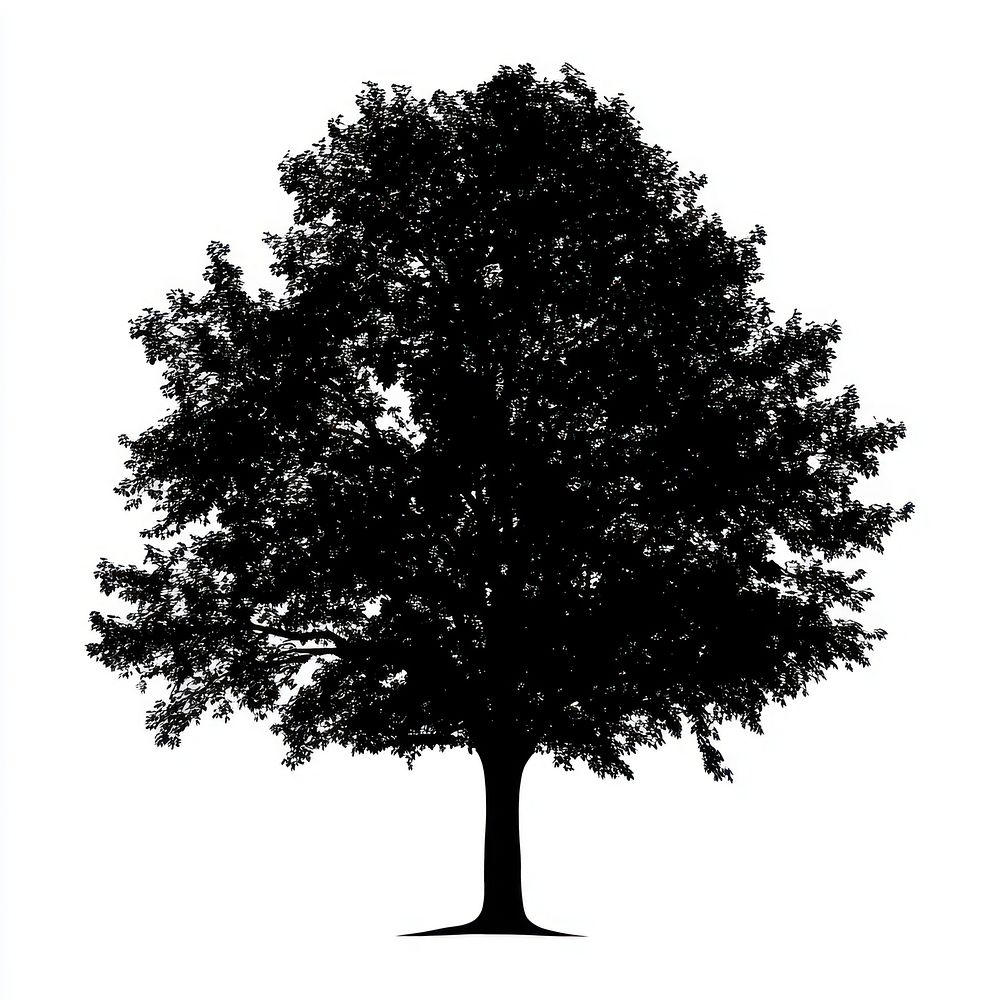 Maple tree outline silhouette white | Free Photo Illustration - rawpixel