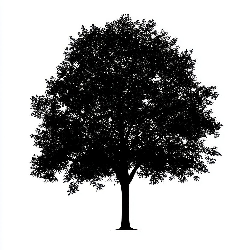 Maple tree outline silhouette white | Free Photo Illustration - rawpixel