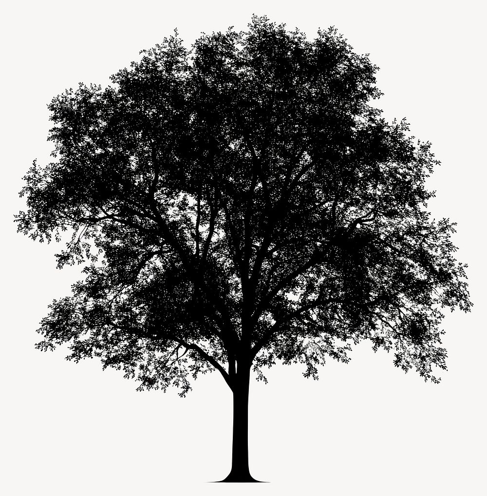 Maple tree outline silhouette white | Free Vector - rawpixel