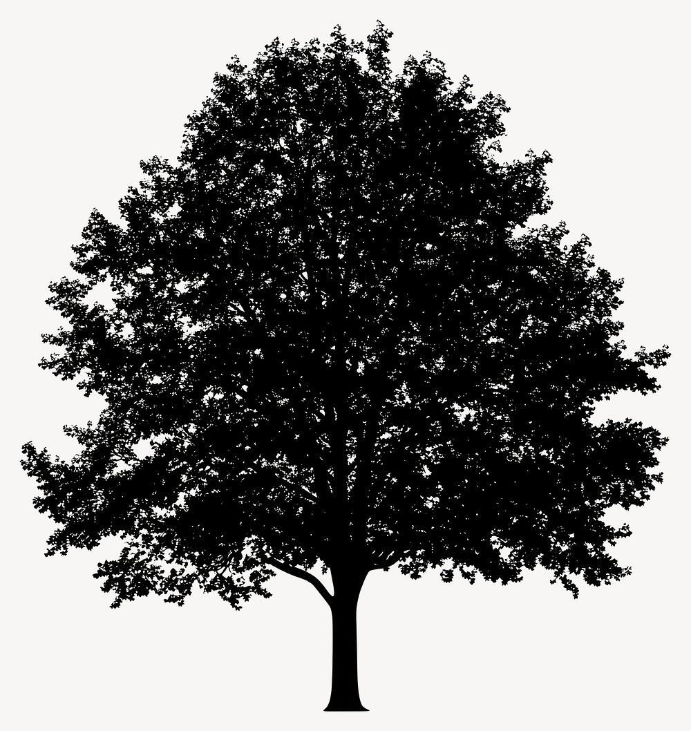 Maple tree outline silhouette white | Free Vector - rawpixel