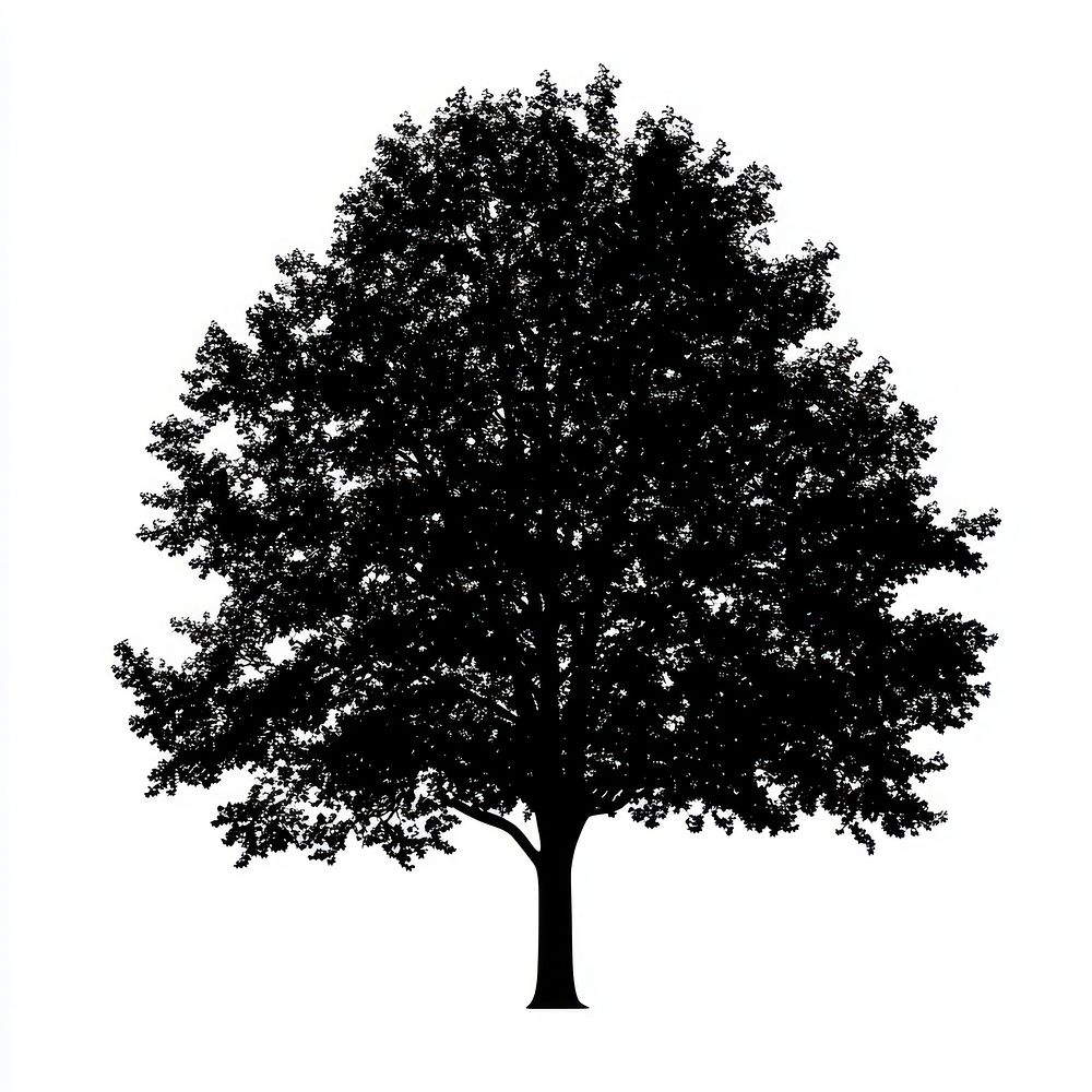 Maple tree outline silhouette white | Free Photo Illustration - rawpixel