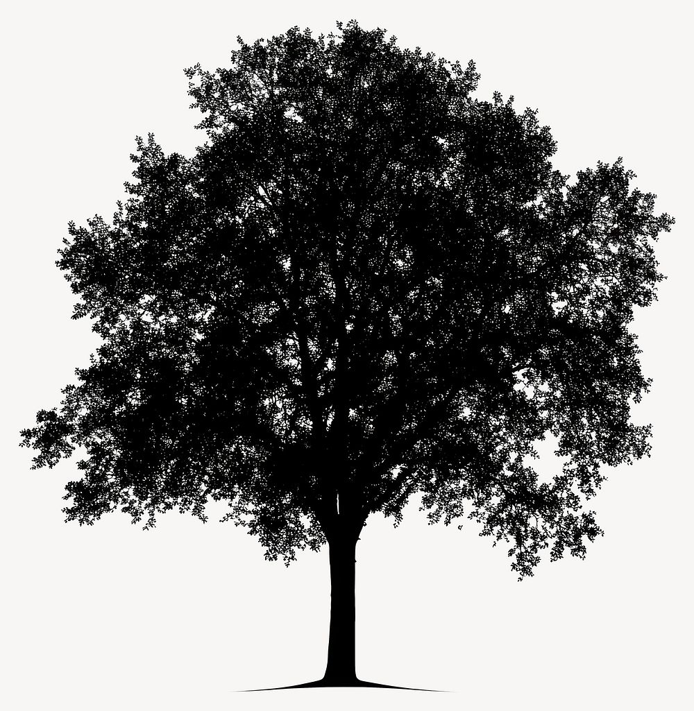 Maple tree outline silhouette white | Free Vector - rawpixel