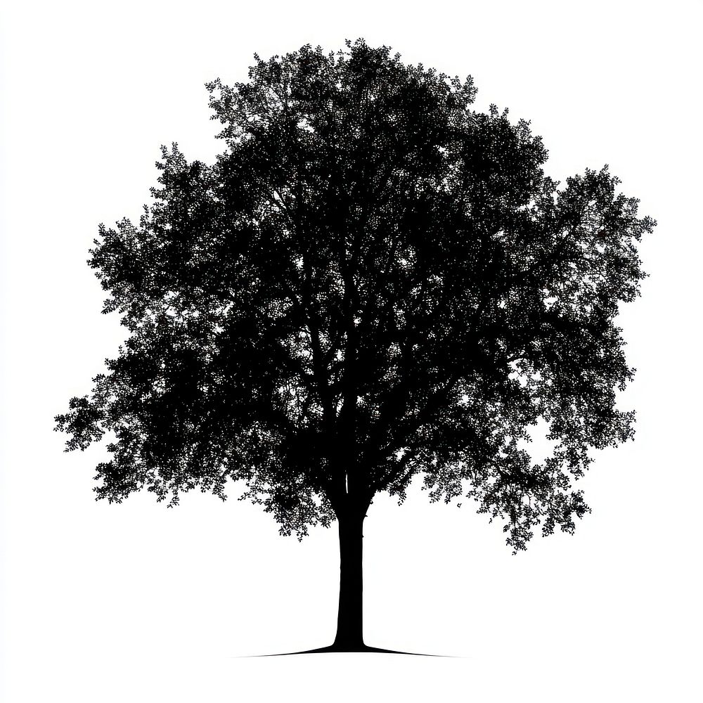 Maple tree outline silhouette white | Free Photo Illustration - rawpixel
