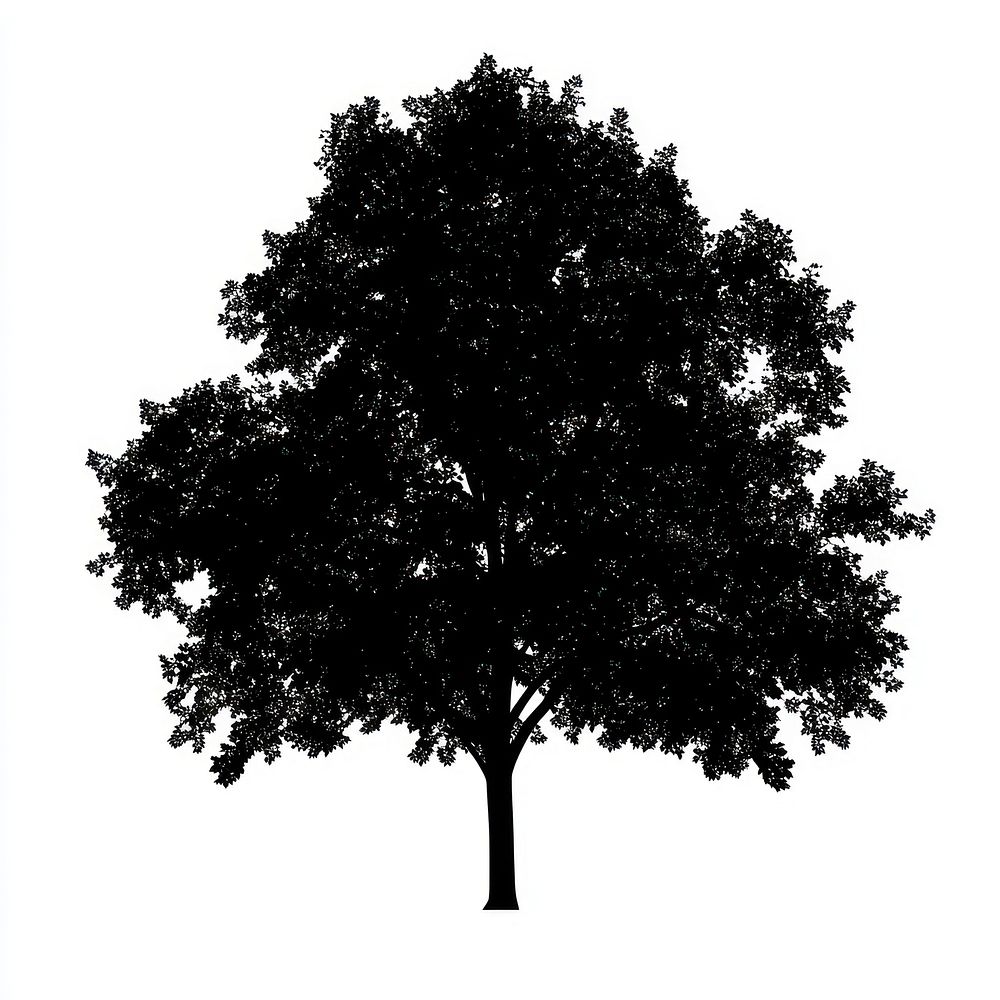 Maple tree outline silhouette white | Free Photo Illustration - rawpixel