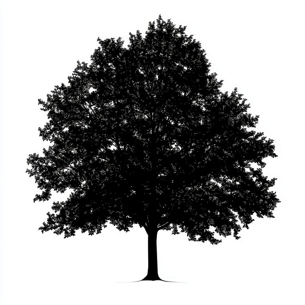 Maple tree outline silhouette white | Free Photo Illustration - rawpixel